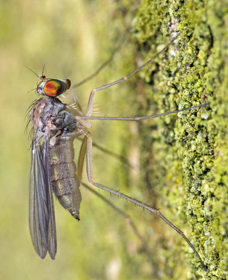 Diptera.info - Discussion Forum: Sciapus species