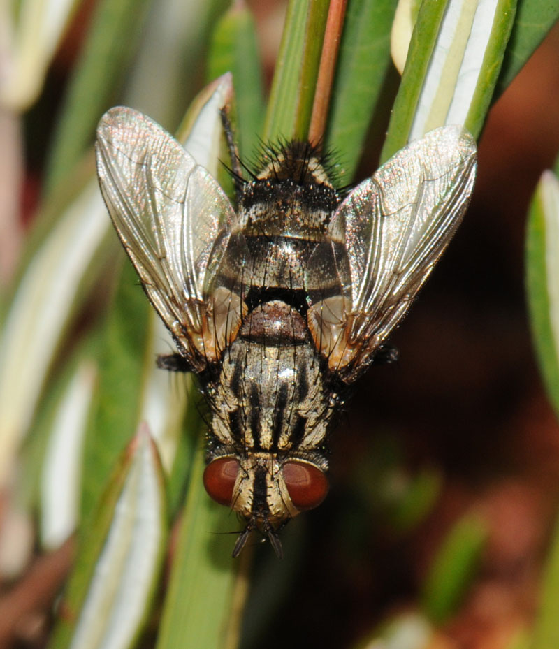 Diptera.info - Discussion Forum: [Exorista larvarum female] Tachinidae ...