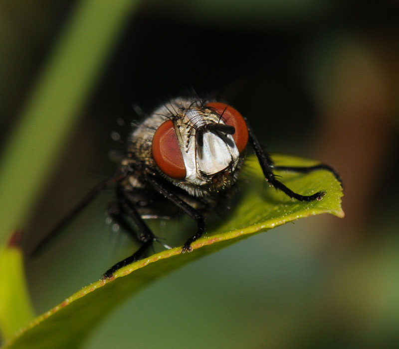 Diptera.info - Discussion Forum: [Exorista larvarum female] Tachinidae ...