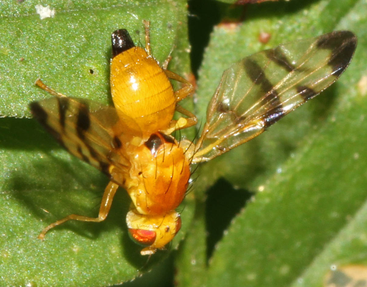 Diptera.info - Discussion Forum: [Rhagoletis meigenii] Rhagoletis or ...