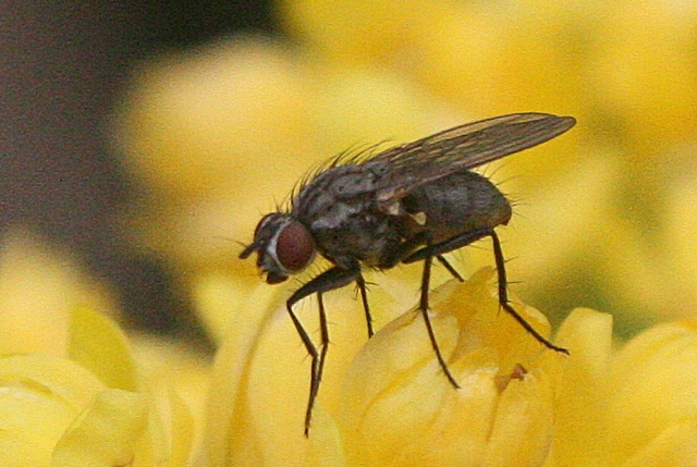 Diptera.info - Discussion Forum: Muscidae family - Helina reversio?