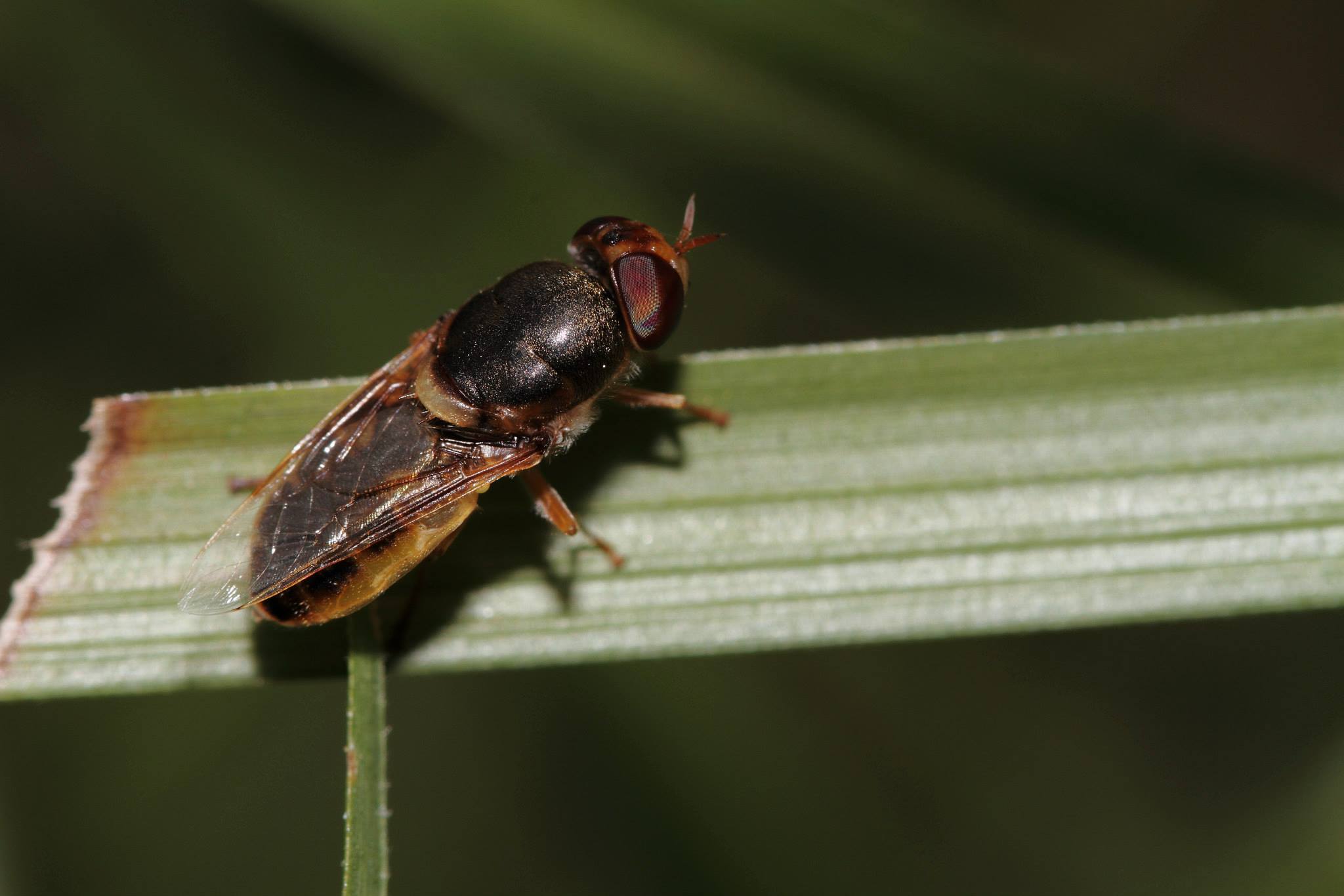 Diptera.info - Discussion Forum: Fly from Hong Kong: Stratiomyidae?