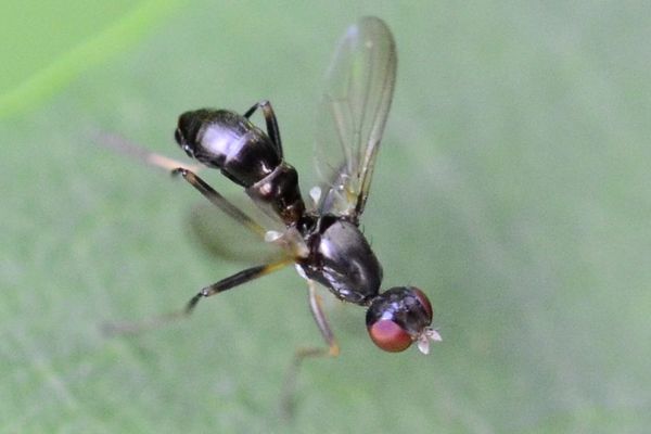 Diptera.info - Discussion Forum: Sepsidae: Nemopoda nitidula ? --> most ...