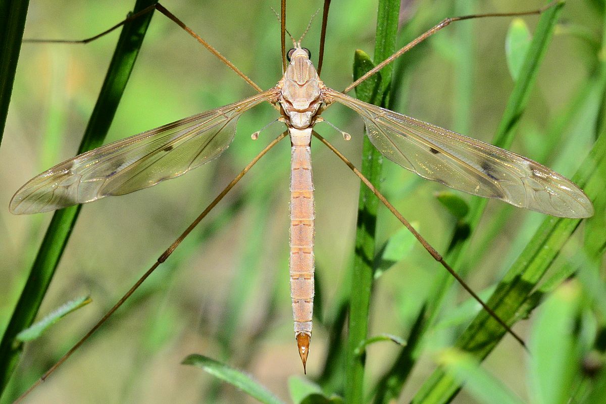 Diptera.info - Discussion Forum: Tipulidae --> Tipula fulvipennis, female
