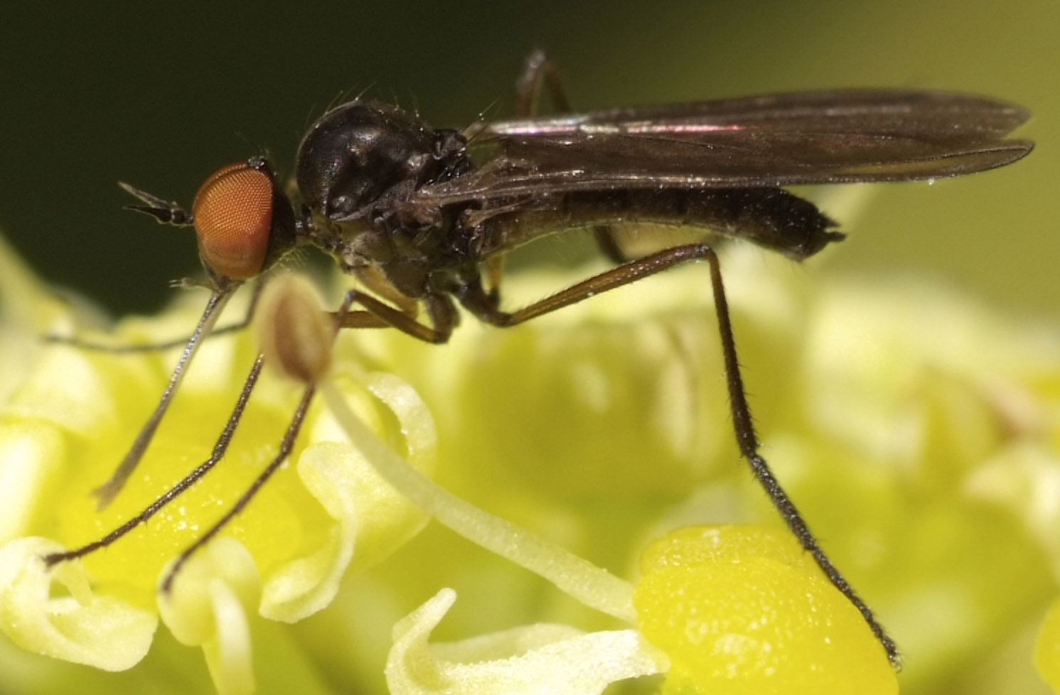 Diptera.info - Discussion Forum: Rhamphomyia sp. (ID PILUCA ÁLVAREZ ...