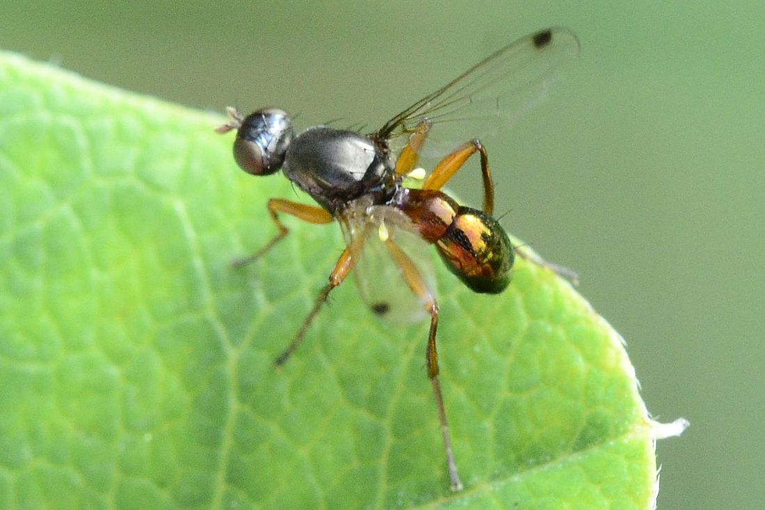 Diptera.info - Discussion Forum: Sepsidae - ID possible ? --> Sepsis ...