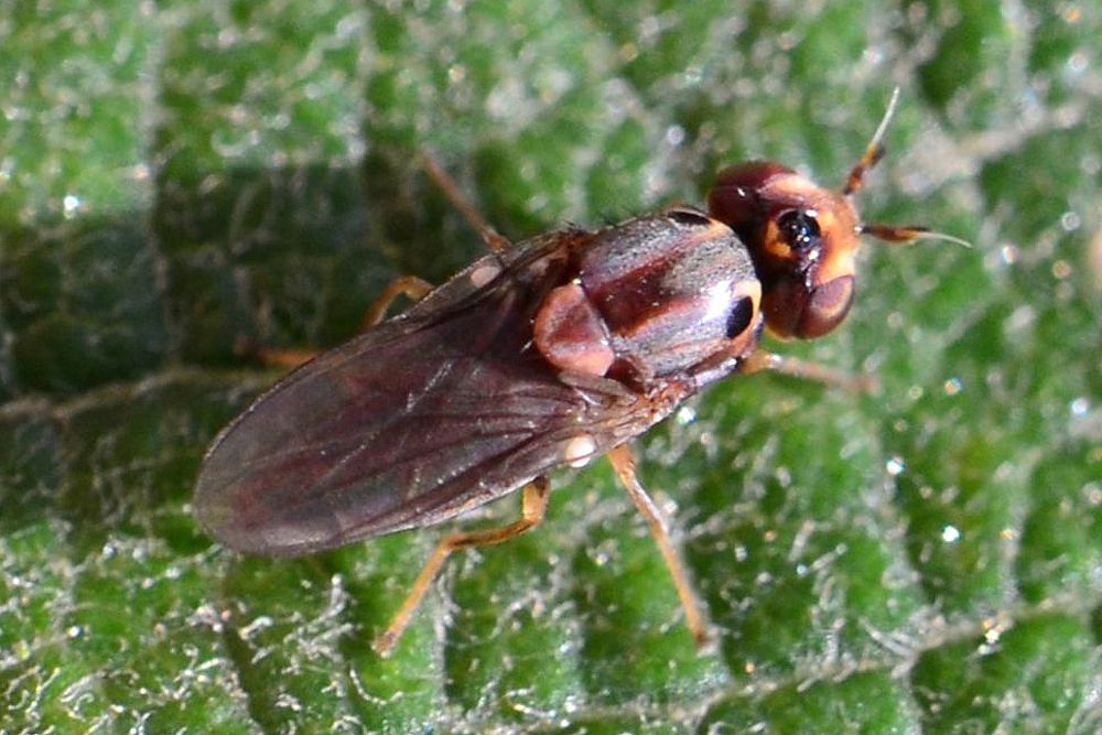 Diptera.info - Discussion Forum: Chloropidae: more ID possible? --> yes ...