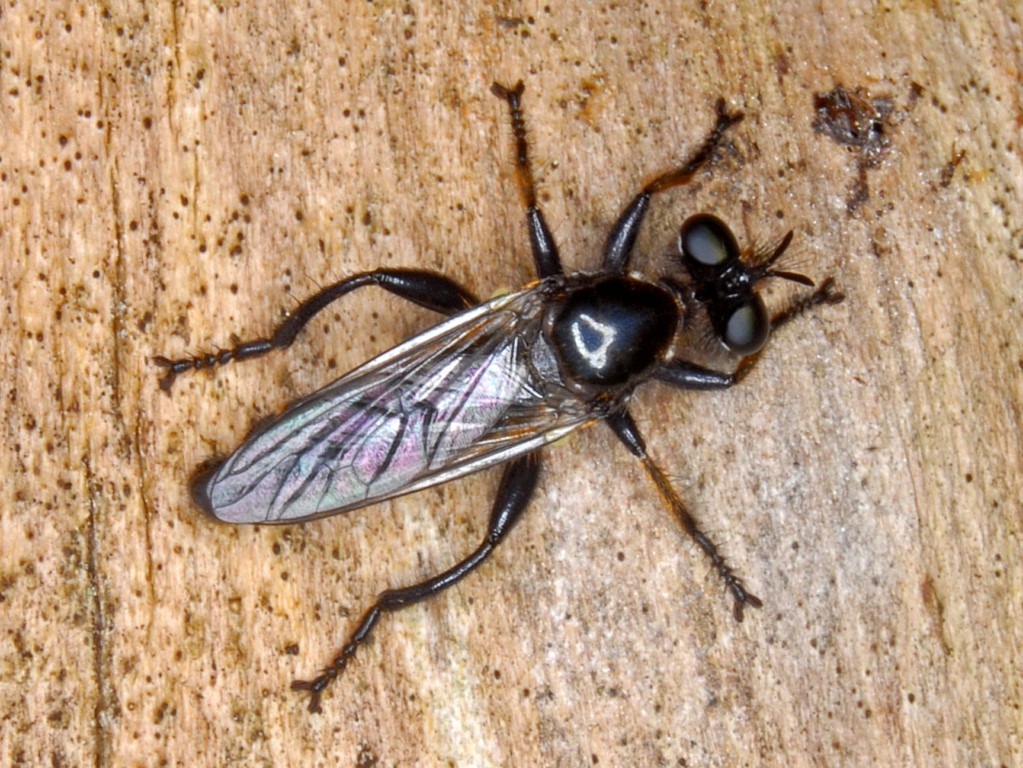 Diptera.info - Discussion Forum: Asilidae ID