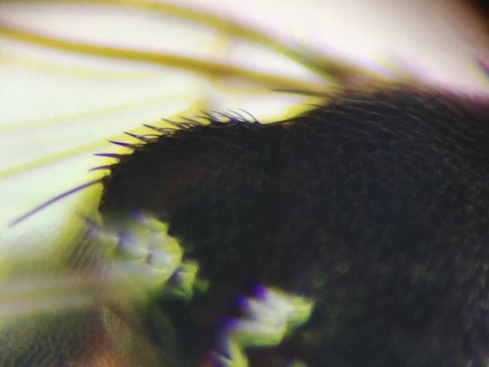 Diptera.info - Discussion Forum: Chloropidae - Oscinellinae - Polyodaspis?