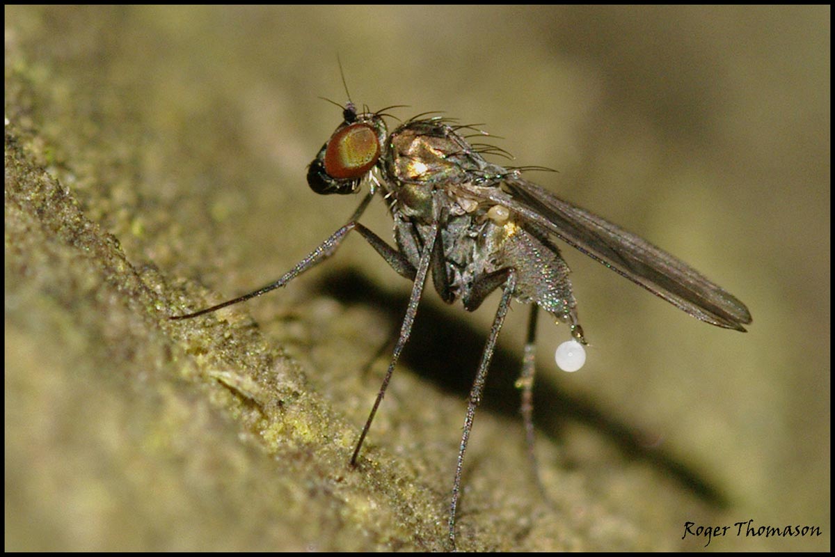 Diptera.info - Discussion Forum: Medetera