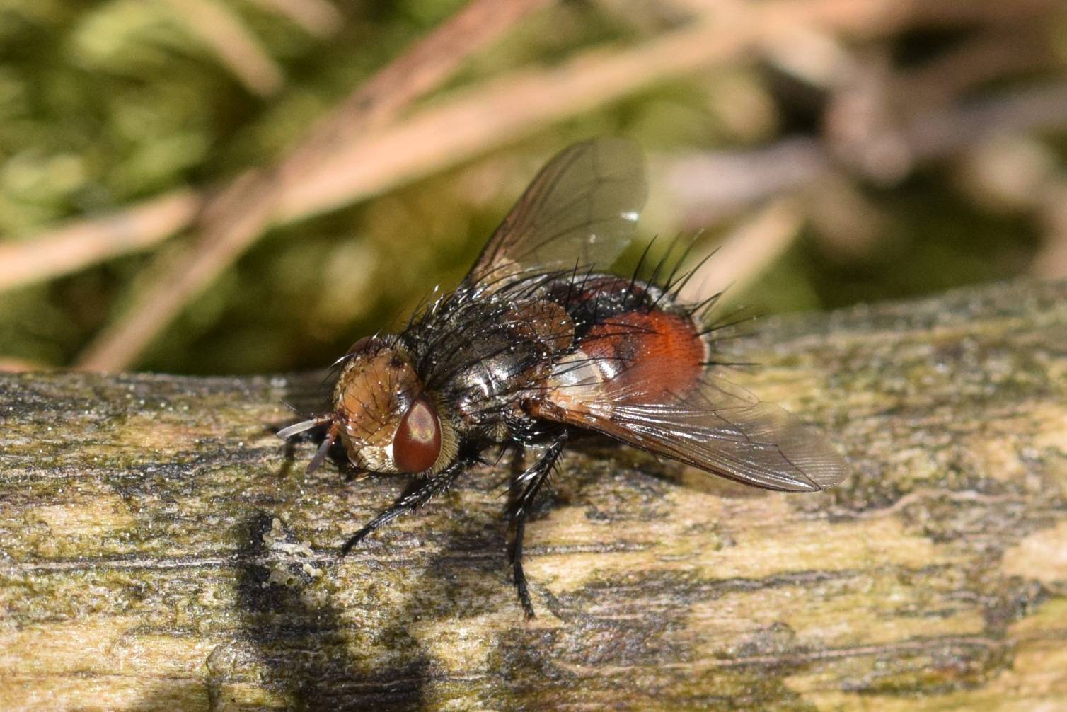 Diptera.info - Discussion Forum: Which Tachinid? --> Gonia sp.