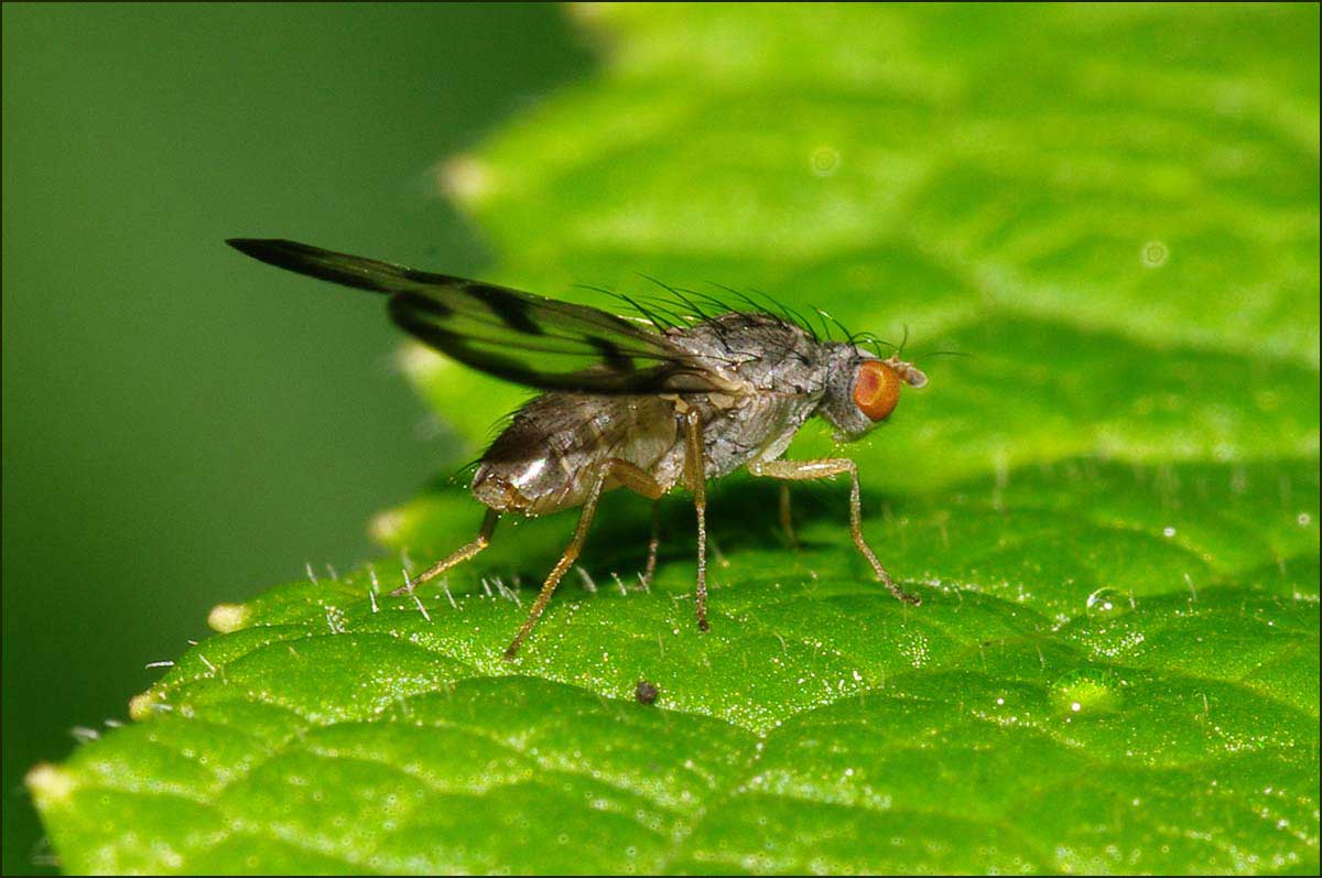 Diptera.info - Discussion Forum: Pallopteridae