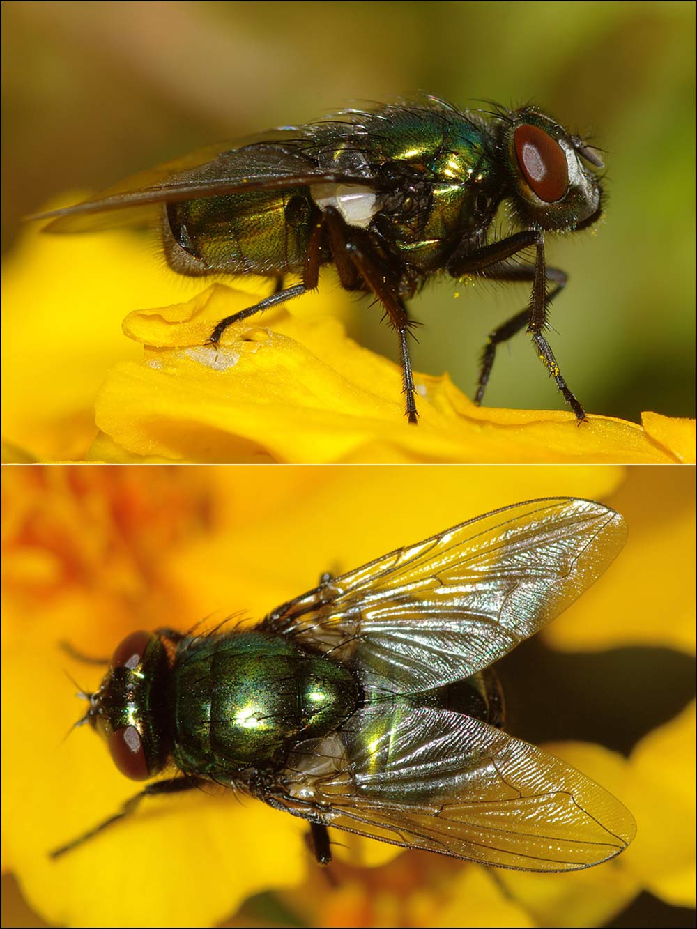 Diptera.info - Discussion Forum: Neomyia [cornicina?](F)