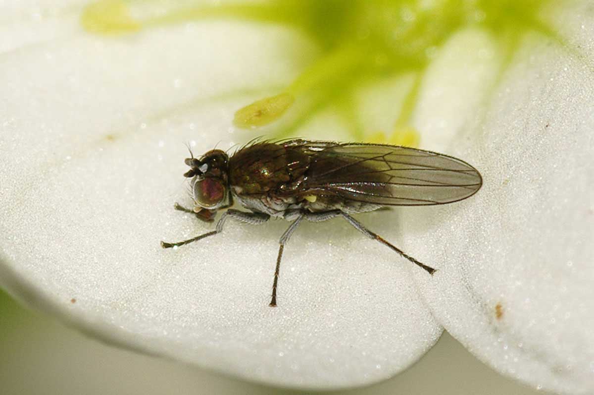 Diptera.info - Discussion Forum: Which Hydrellia sp. 2