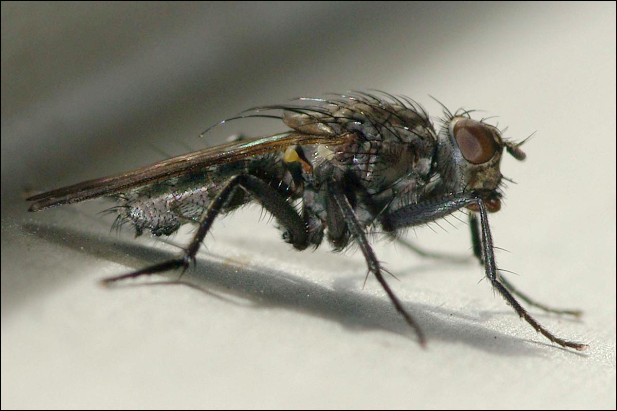 Diptera.info - Discussion Forum: Fucellia