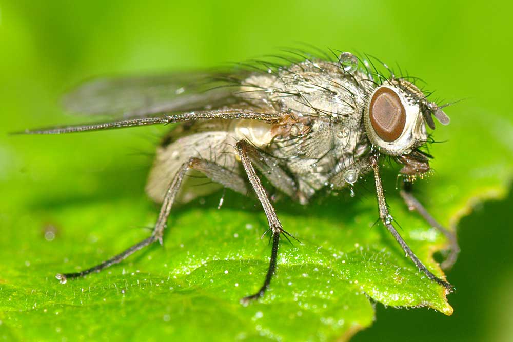 Diptera.info - Discussion Forum: Who is this damp fly??