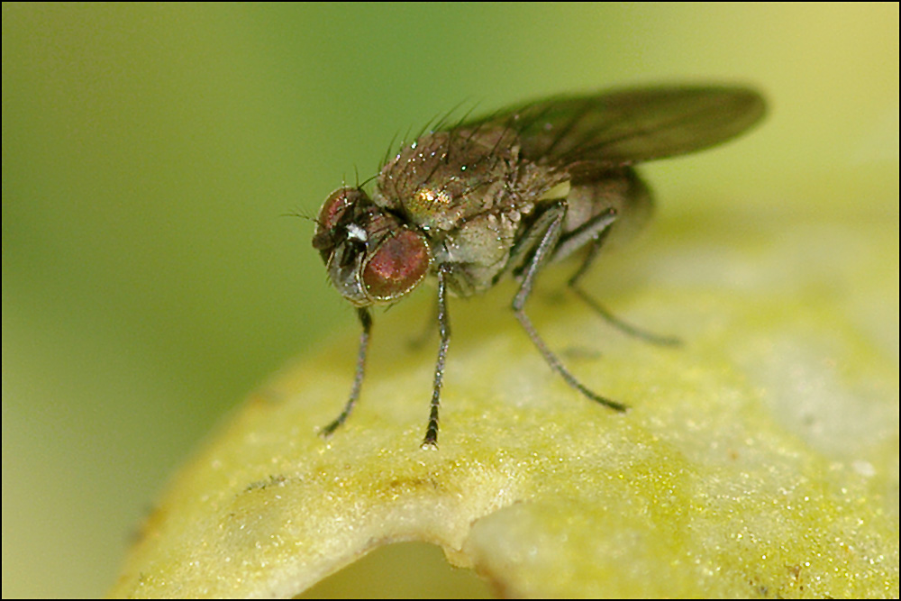 Diptera.info - Discussion Forum: Which Hydrellia