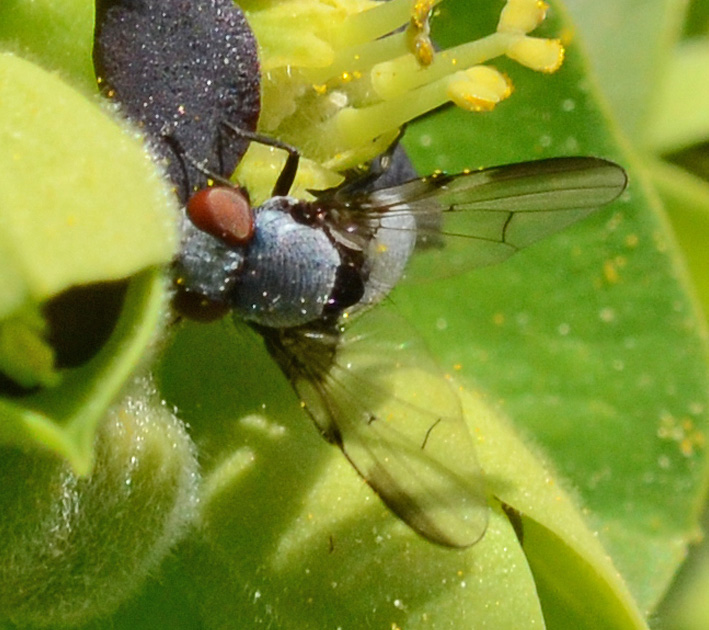 Diptera.info - Discussion Forum: Milichiidae - Milichia speciosa