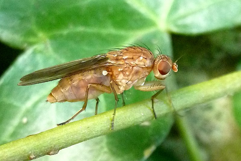 Diptera.info - Discussion Forum: Suillia