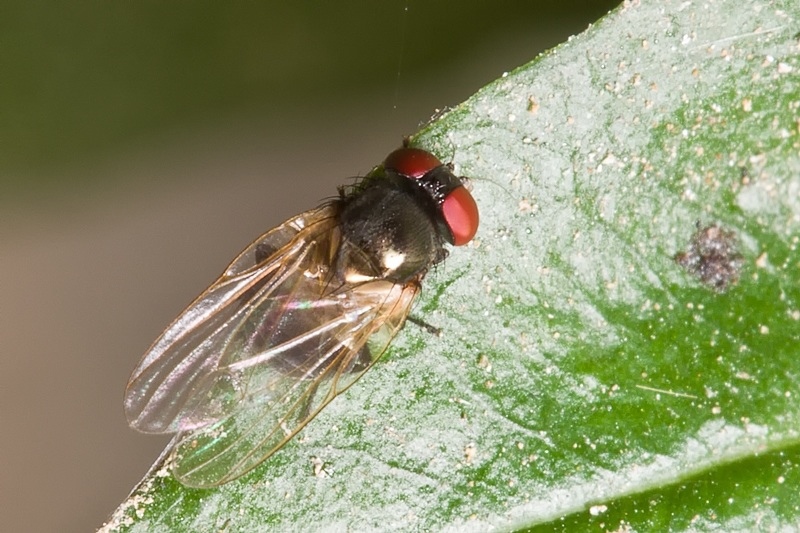Diptera.info - Discussion Forum: Another fly from Malta