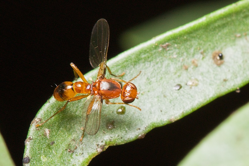 Diptera.info - Discussion Forum: A fly from Malta