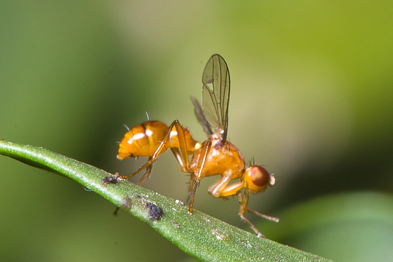 Diptera.info - Discussion Forum: A fly from Malta