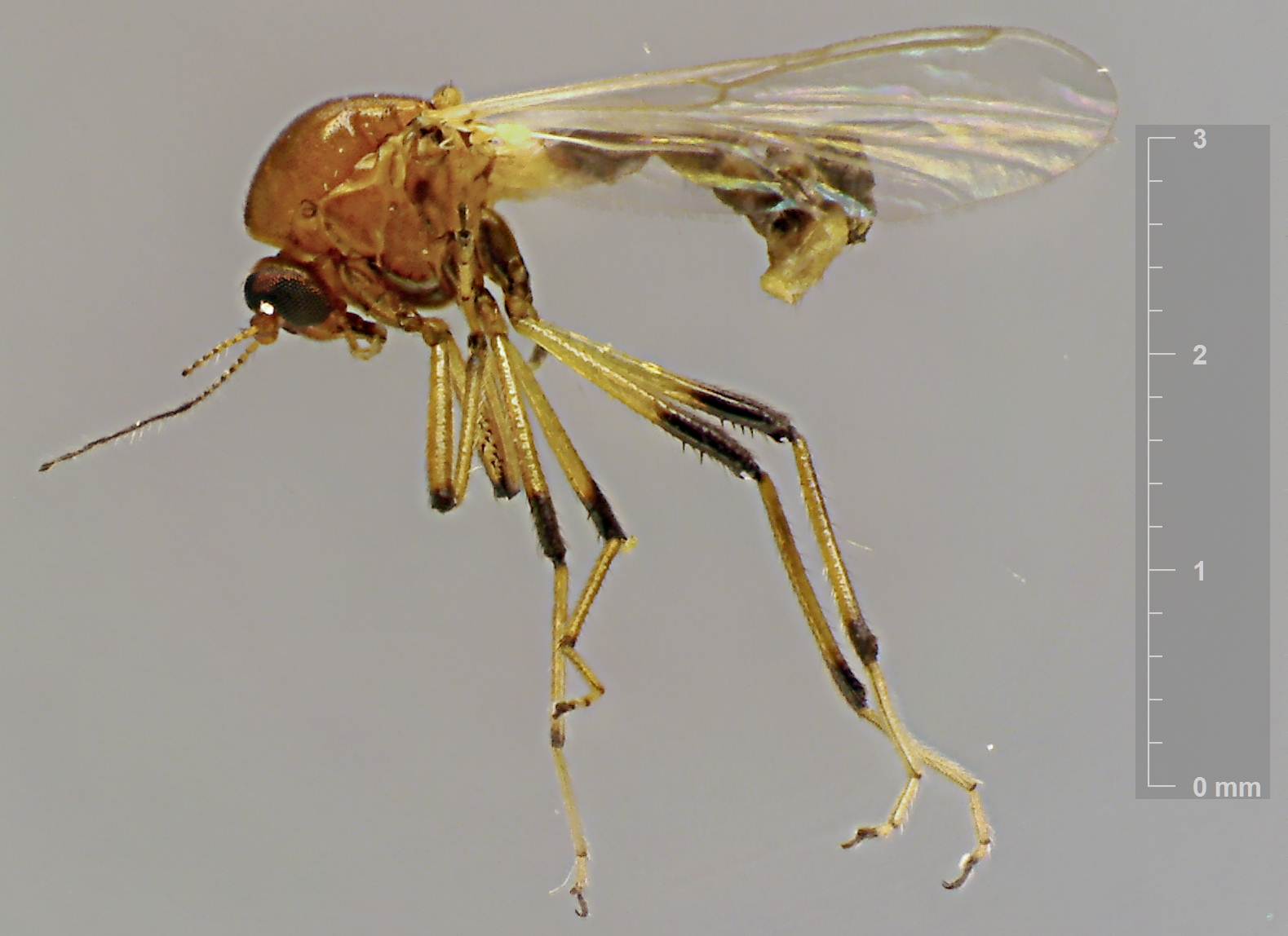 Diptera.info - Discussion Forum: Midge for ID