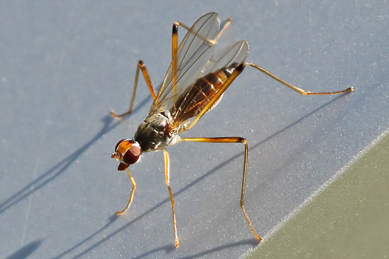 Diptera.info - Discussion Forum: Micropezidae