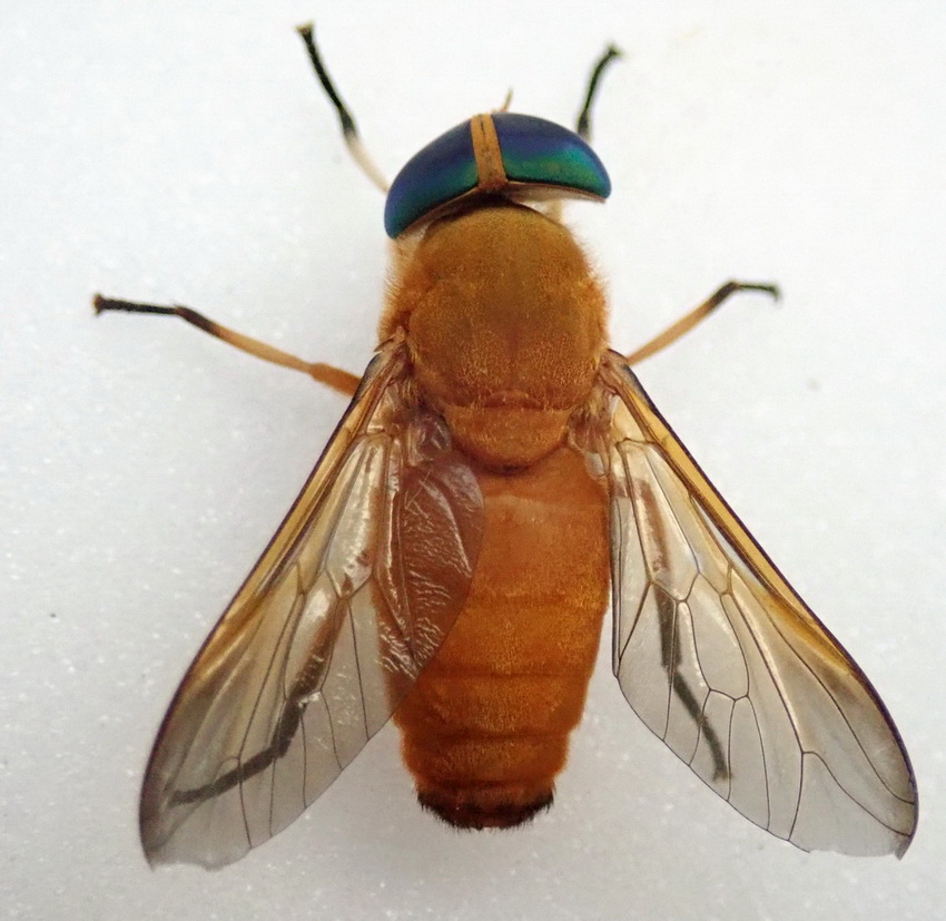Diptera.info - Discussion Forum: Tabanidae ID