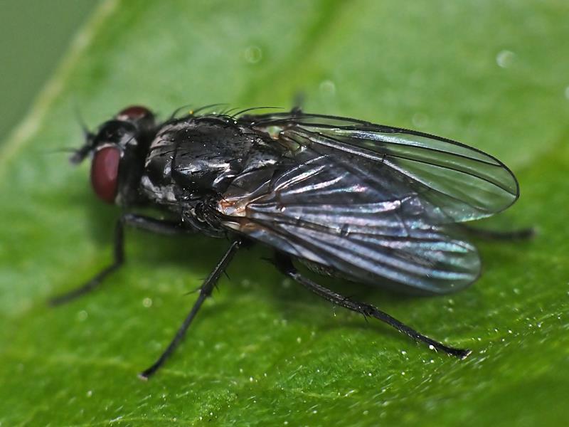 Diptera.info - Discussion Forum: Muscidae female=>Hydrotaea dentipes