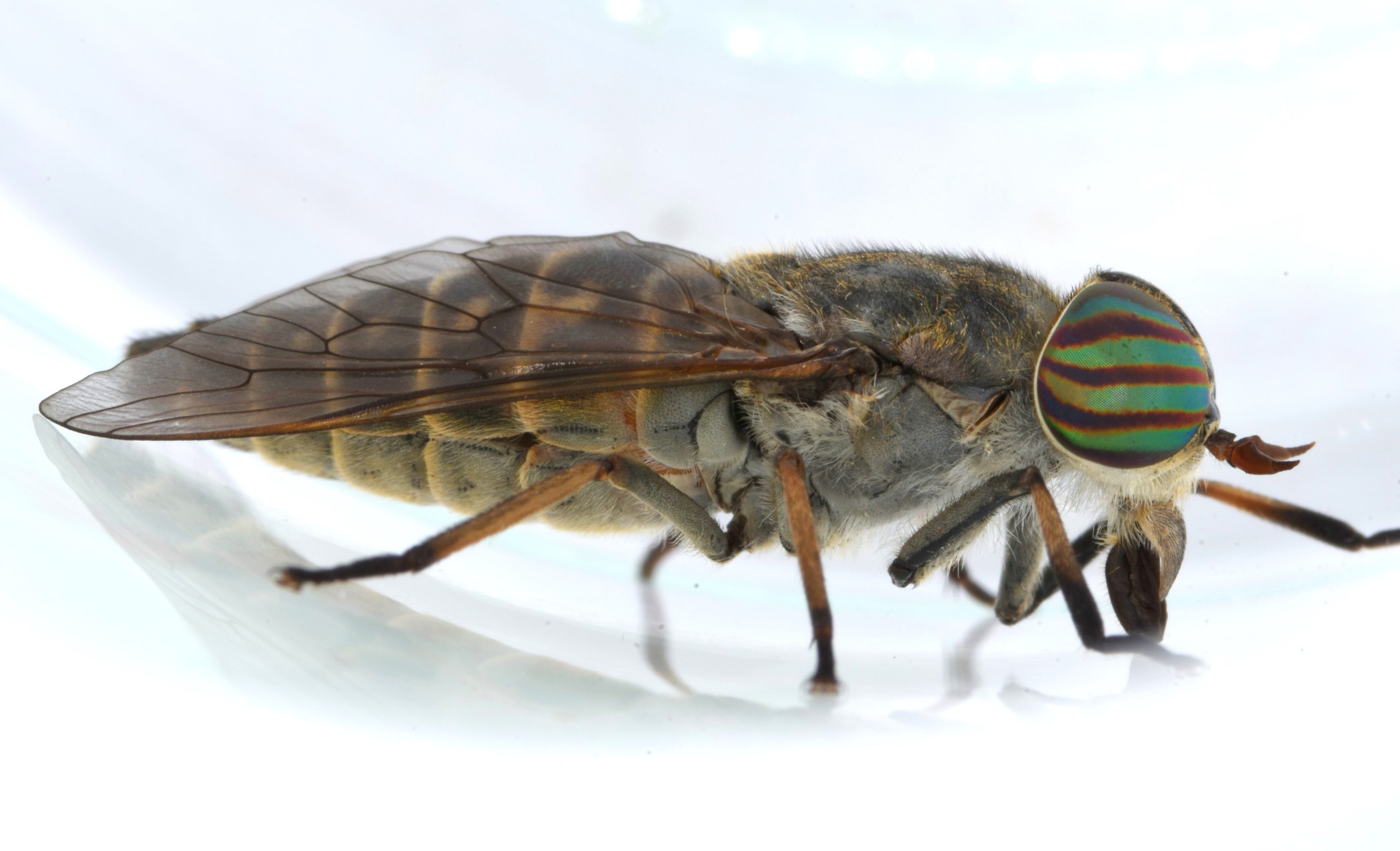 Diptera.info - Discussion Forum: Tabanidae - Tabanus glaucopis, female.