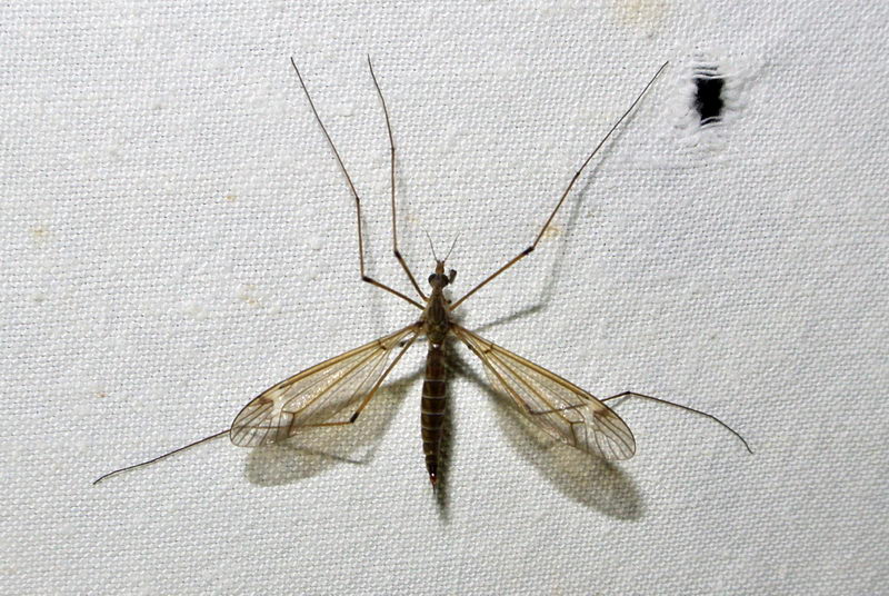 Diptera.info - Discussion Forum: Tipulidae ID