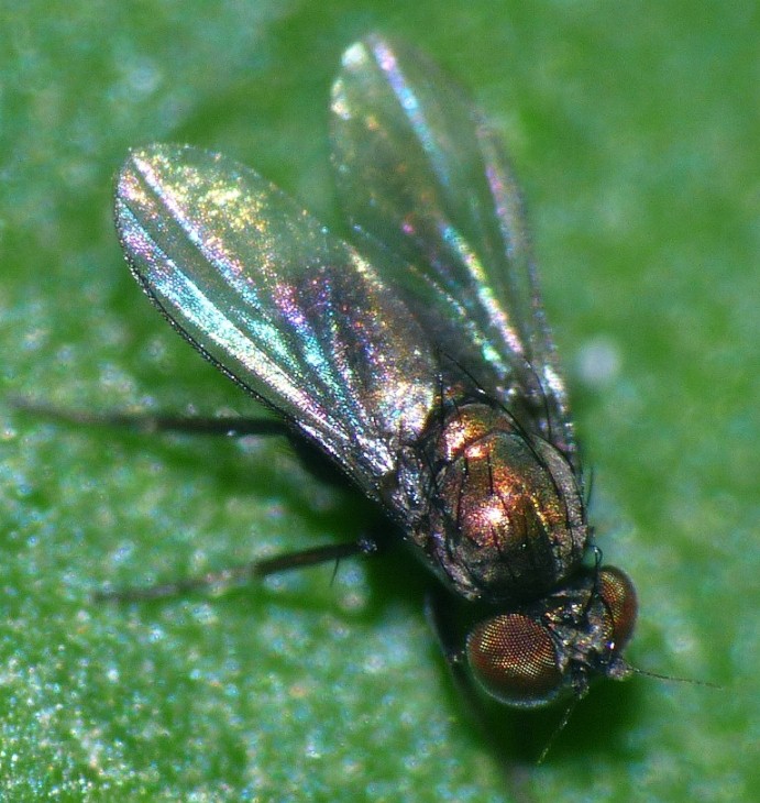 Diptera.info - Discussion Forum: Dolichopodidae, Diaphorinae ...