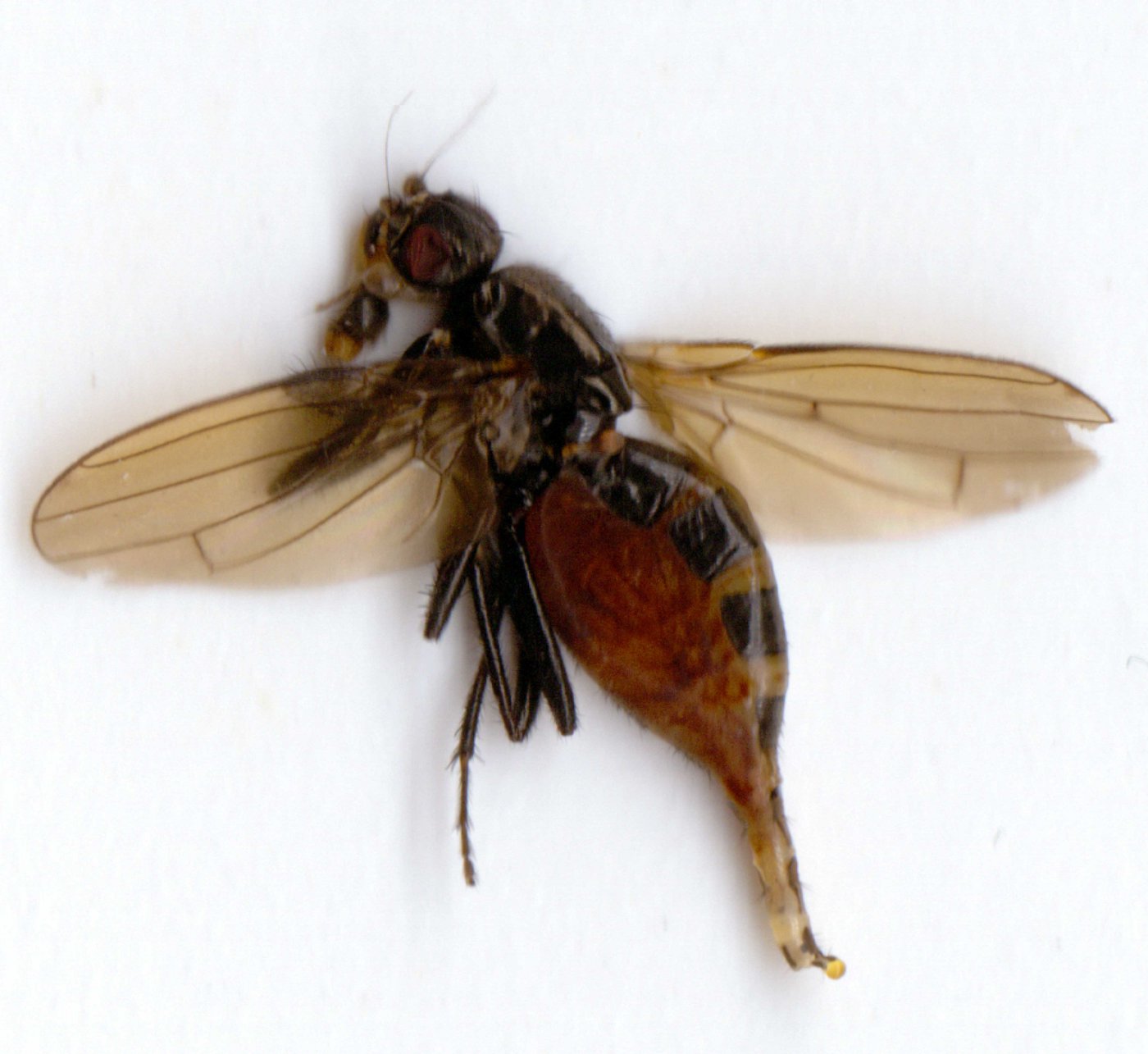 Diptera.info - Discussion Forum: Crumomyia sp.