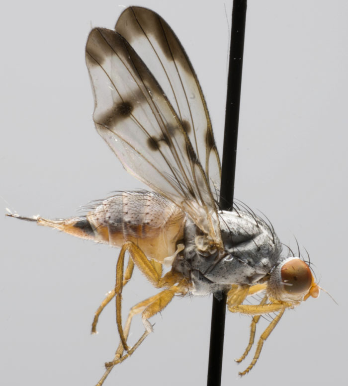 Diptera.info - Discussion Forum: Pinned Pallopteridae, Palloptera modesta