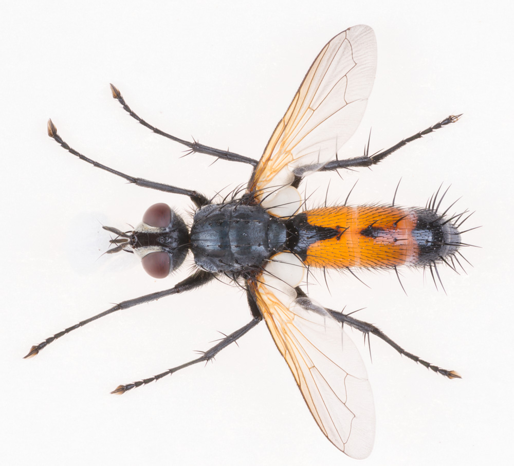 Diptera.info - Discussion Forum: Fly from Russia