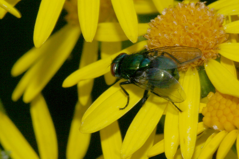 Diptera.info - Discussion Forum: a green fly--->Neomyia sp (Muscidae)