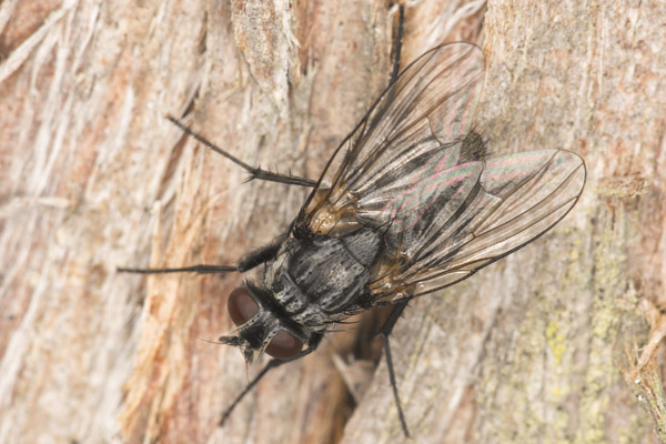 Diptera.info - Discussion Forum: Muscidae IV Finland [Female Hydrotaea sp.]