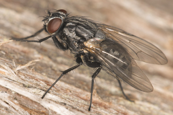 Diptera.info - Discussion Forum: Muscidae IV Finland [Female Hydrotaea sp.]