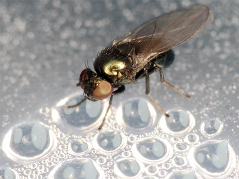 Diptera.info - Discussion Forum: Ephydridae? --> (Psilopa nitidula)