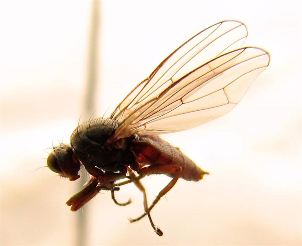 Diptera.info - Discussion Forum: Helcomyzidae