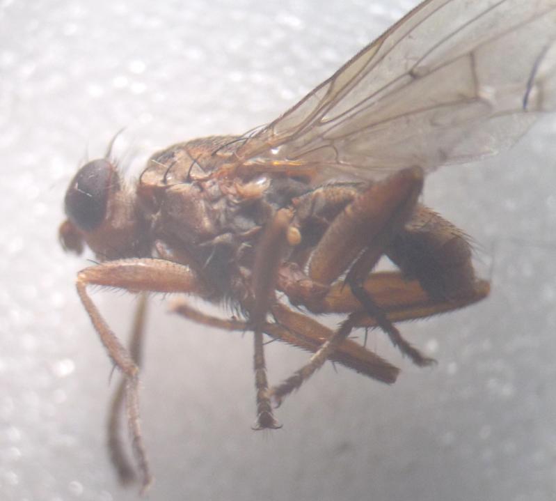 Diptera.info - Discussion Forum: Sciomyzidae, Pherbellia?