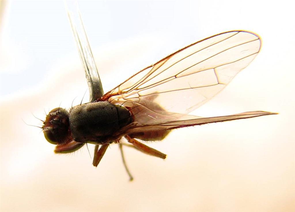 Diptera.info - Discussion Forum: Helcomyzidae