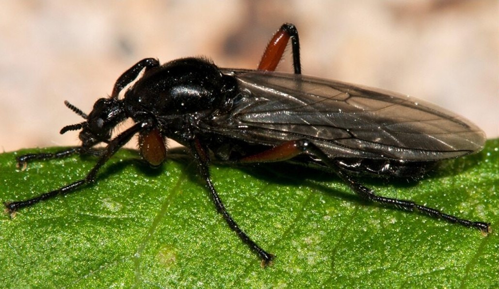 Diptera.info - Discussion Forum: Bibionidae - Bibio pomonae?