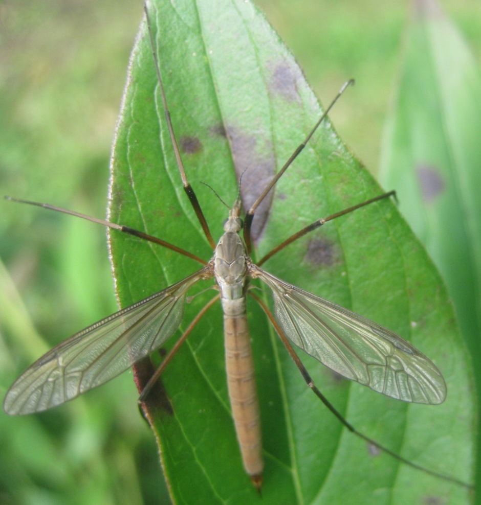 Diptera.info - Discussion Forum: Tipulidae ID=>>Tipula paludosa