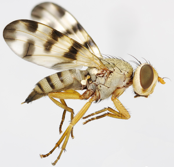 Diptera.info - Discussion Forum: Ulidiidae: Otitinae: Melieria similis