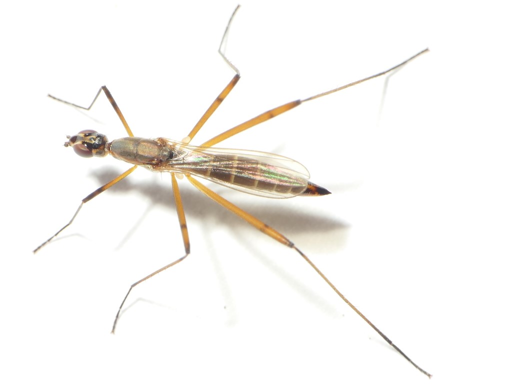 Diptera.info - Discussion Forum: Micropeza lateralis (NL)