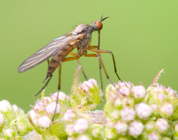 Diptera.info - Discussion Forum: Empididae