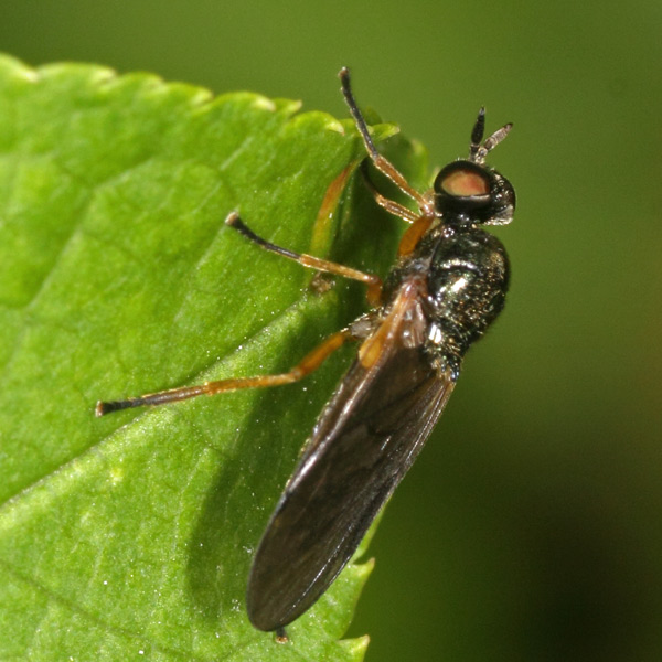 Diptera.info - Discussion Forum: Beris?