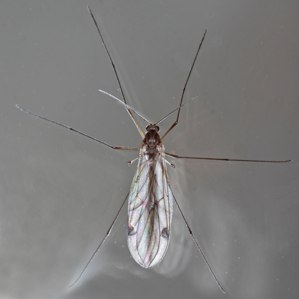 Diptera.info - Discussion Forum: Bolitophila?